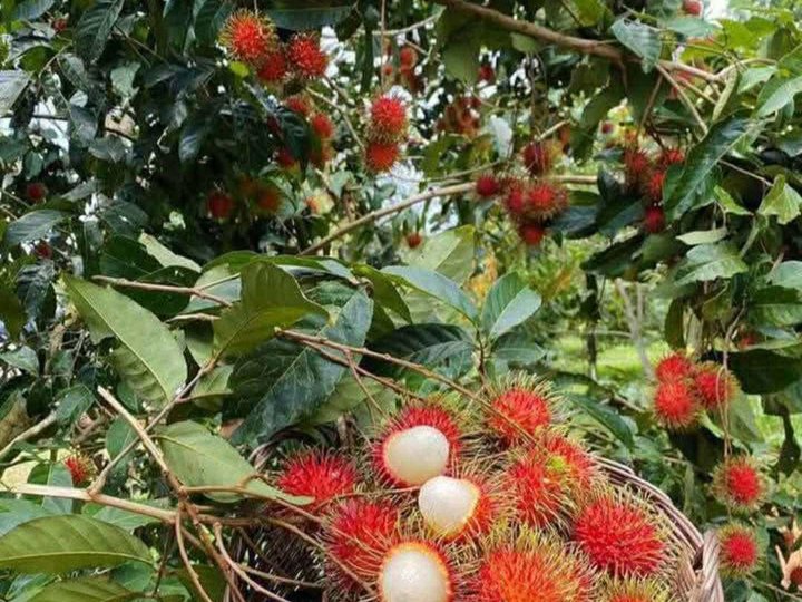 MINI FARM LOT MINIMUM CUT 100 SQM NEAR SM SAN PABLO LAGUNA [Lots 🚜] (December 2025) in San Pablo ...