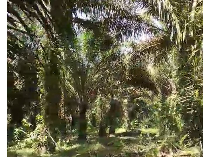 2 hectares Farm Lot For Sale [Lots 🚜] (January 2026) in Tacurong ...