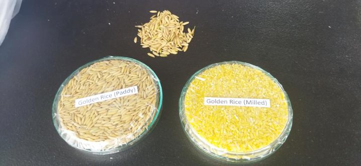 Commencing Harvest Festival of the Golden Rice - Manigo Lifehomes ...