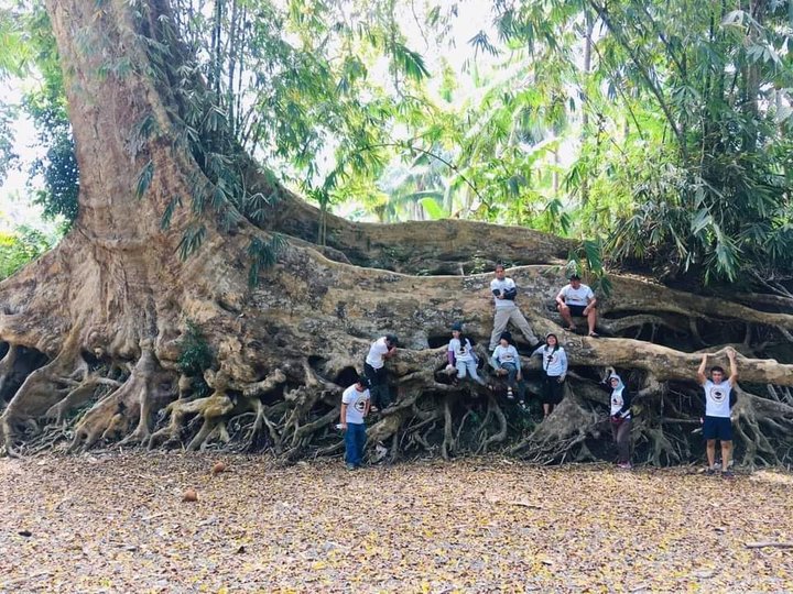 The DAO tree - DRIVEN Marketing Group