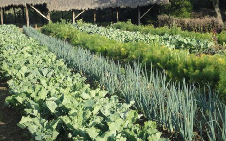 Ano Ang Bio Intensive Gardening Tagalog | Fasci Garden