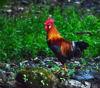 Farming heritage chicken breeds of the Philippines - Living in Pangasinan: Guide to your new home