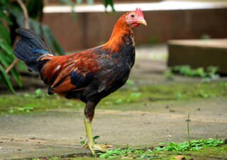 Farming heritage chicken breeds of the Philippines - Living in ...