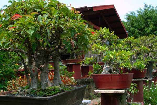 Agriculture in Rizal - Living in Rizal: Guide to your new home