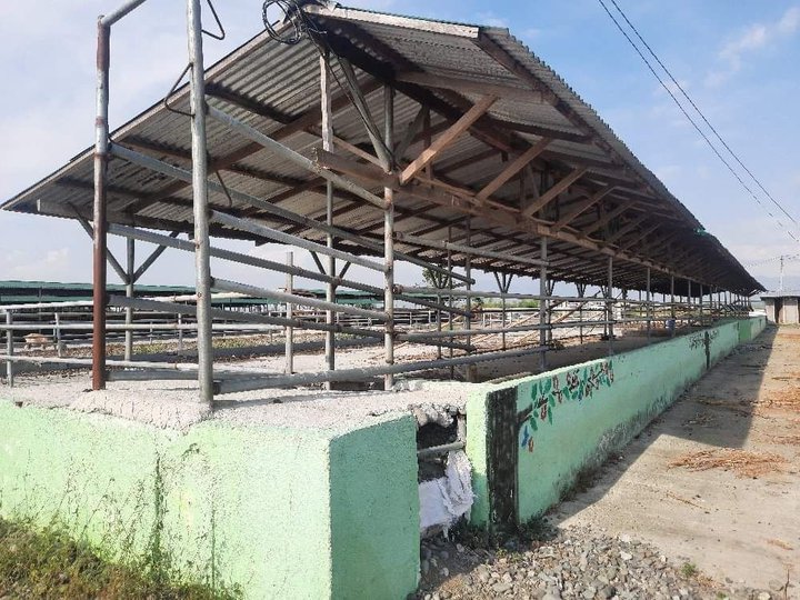 Cattle raising in the Philippines. Small-scale cattle production guide ...