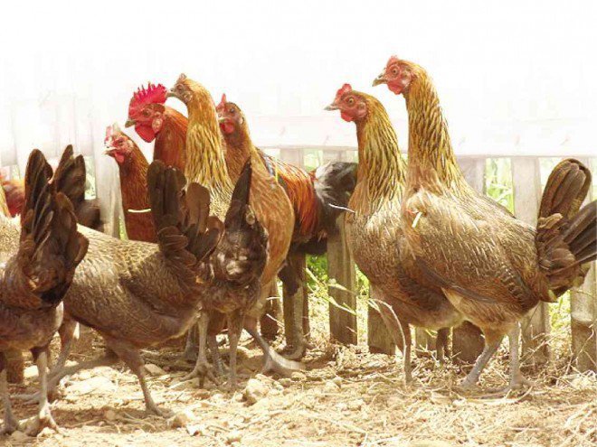 Benefits of Rearing Darag Native Chickens in the Philippines - Manigo ...