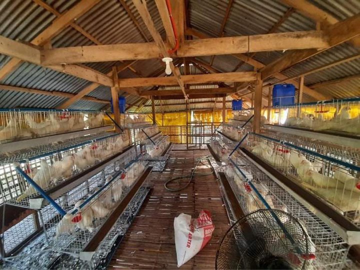 Ongoing Egg Layer Production in Manigo - Manigo Agri-Business Park ...