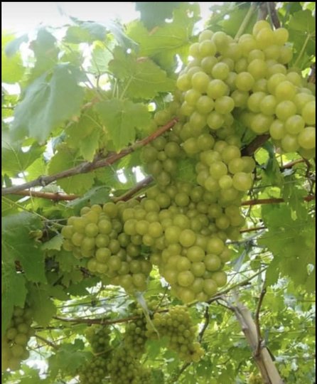 How to grow grapes in Luzon Philippines - Manigo Agri-Business Park ...