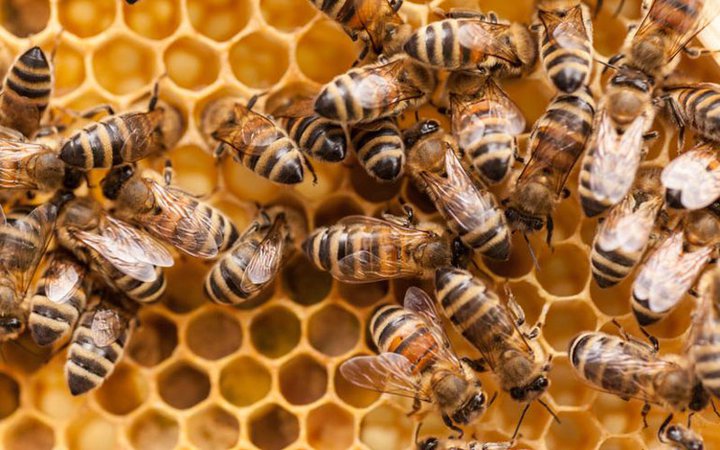 HONEY BEE FARMING: PAG AALAGA NG PUKYUTAN O BEE FARM - Manigo Agri ...