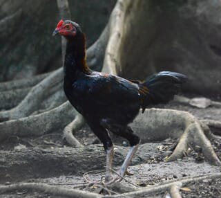 Farming heritage chicken breeds of the Philippines - Living in ...