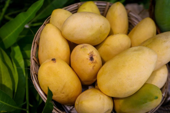 High Value Crops: Mango Industry in the Philippines - OnePropertee ...