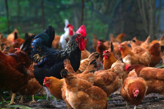 Agriculture in Rizal - Living in Rizal: Guide to your new home