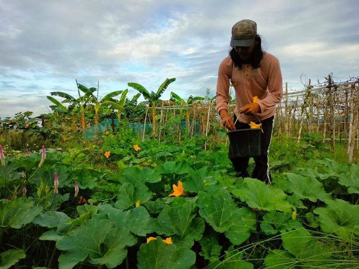 Small-scale farming improving living standards in the Philippines ...